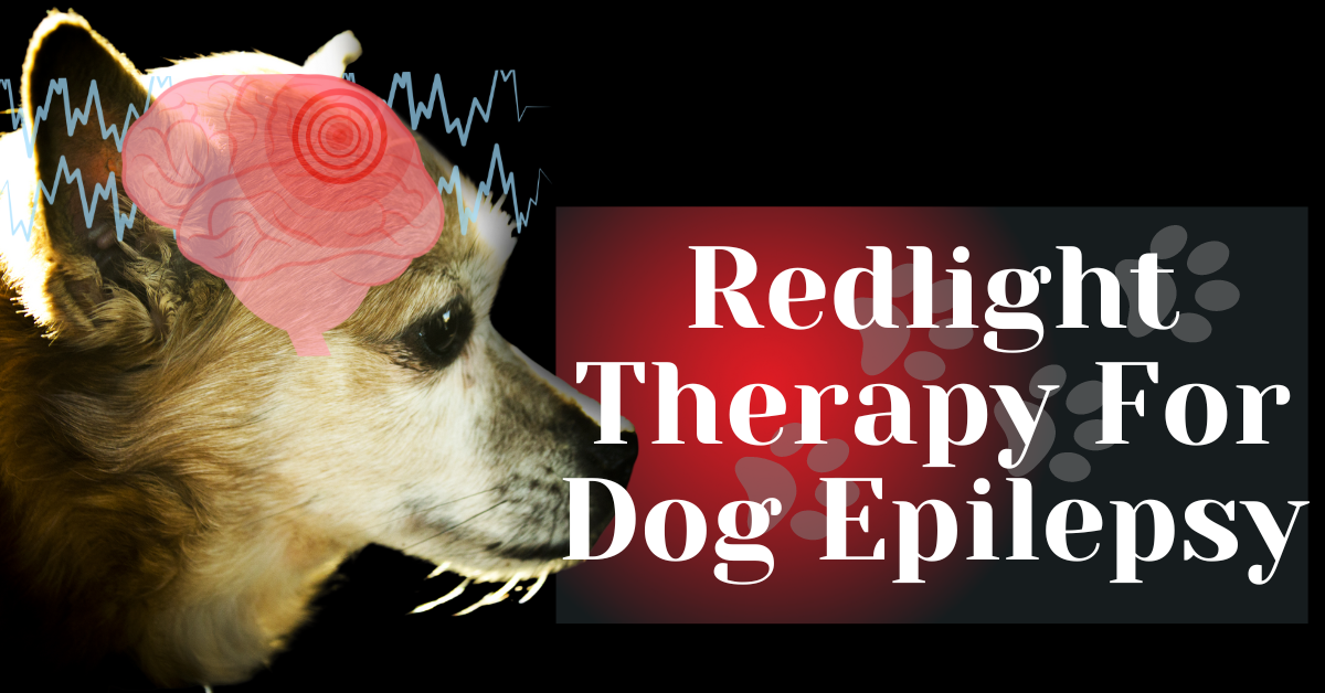 Redlight Therapy For Dog Epilepsy